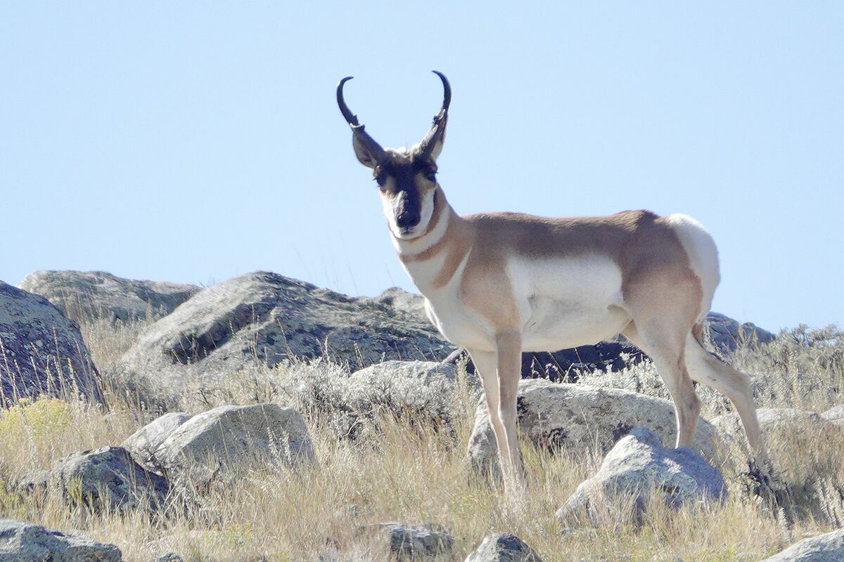 Antelope: Wyoming is famous for its antelope population. While driving ...