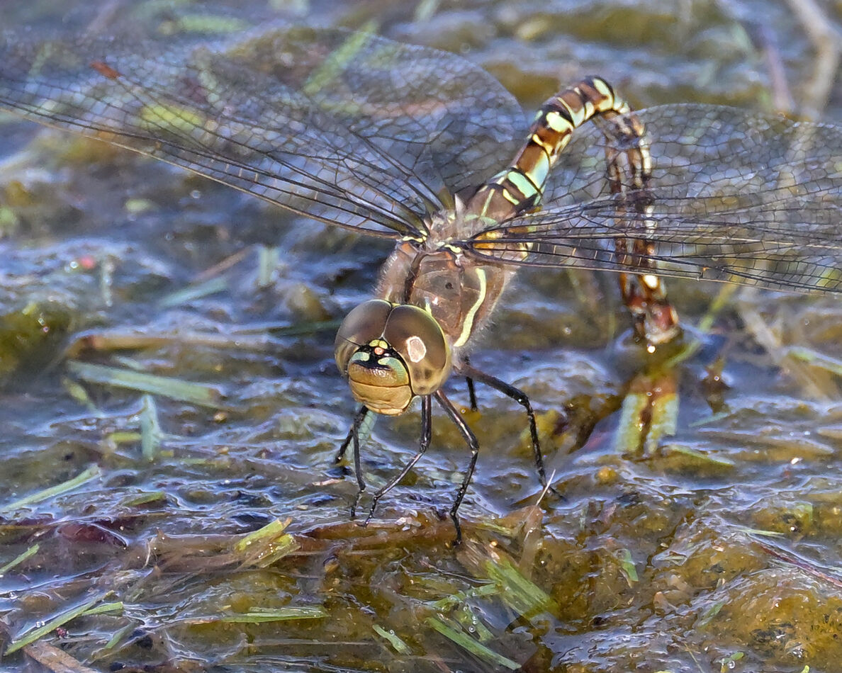 Dragonfly: I'm not a Dragonfly expert but I believe the first five are ...