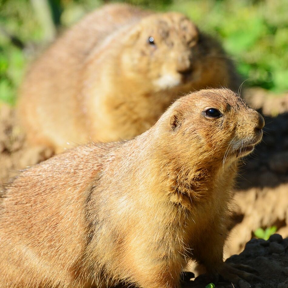 Prairie Dogs: Little cuties enjoying the glare of the early morning ...
