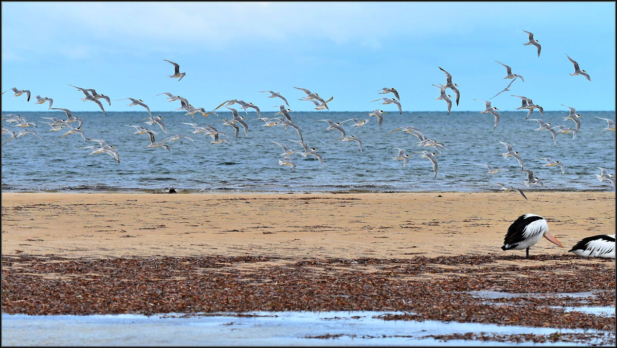 Sea birds: I took these pics of Crested Terns and the Pellie over on ...