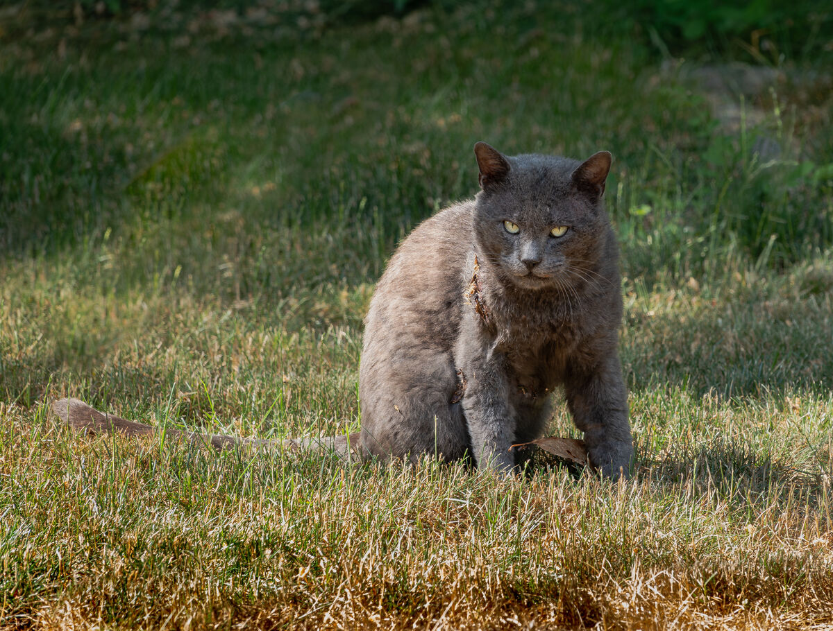 Country Alley Cat: Last year, on a quiet summer night, a loud fight ...