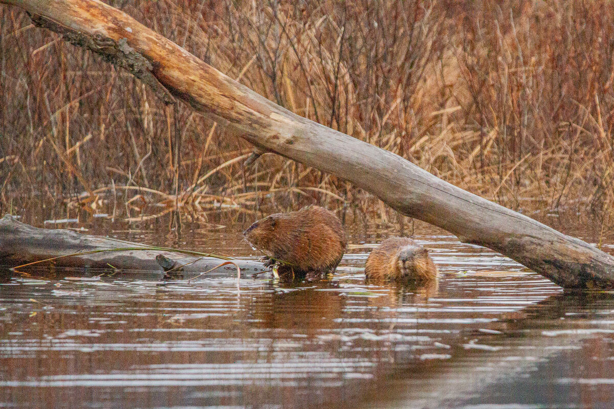Muskrat Love: Getting aa bite to eat at a local swamp.