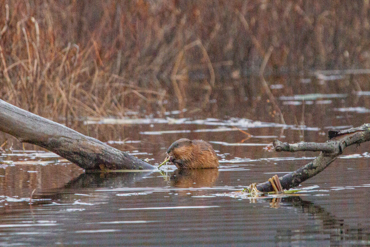 Muskrat Love: Getting aa bite to eat at a local swamp.