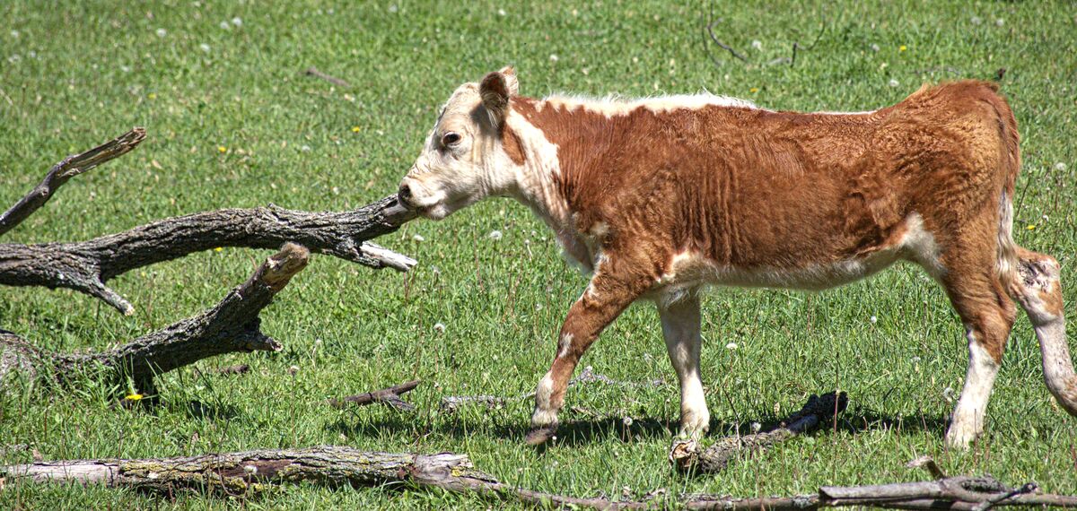Cow with a major toothpick 😁: Don't try this in YOUR yard :sm25:...
