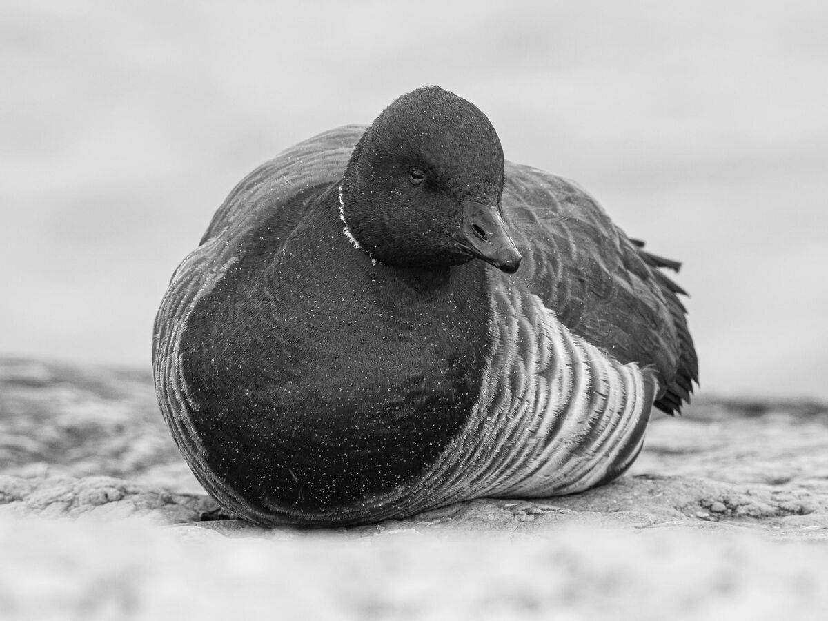 Barnegat Lighthouse Birds: Here are a few pics of birds taken on ...