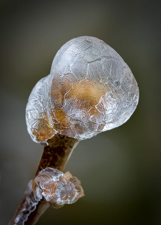 Ice textures: Went out and shot ice close ups Nikon D850, Nikon 105mm ...