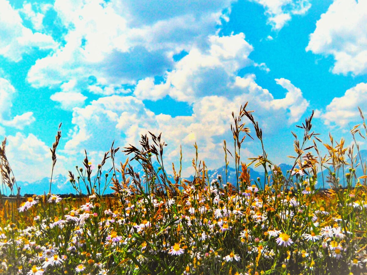 Daisy Day: Back to the Teton Range...