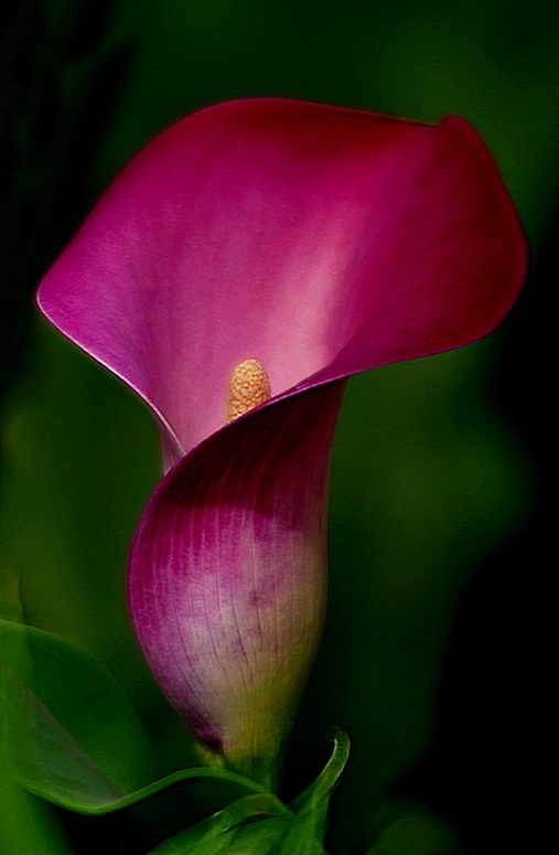 Red Calla Lily: Lens: Vivitar (Tokina) 75-150mm Lens Camera: Pentax k-7 ...