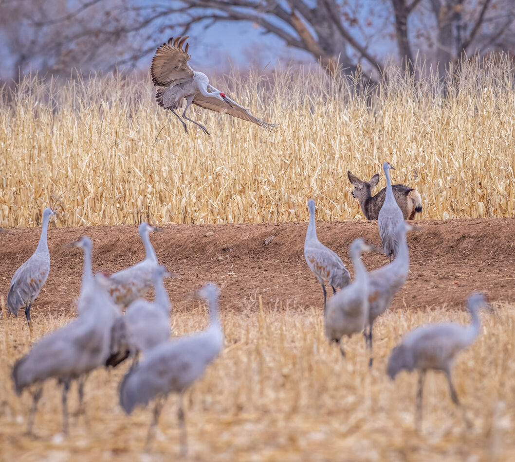 Cranes! Yes, more cranes!