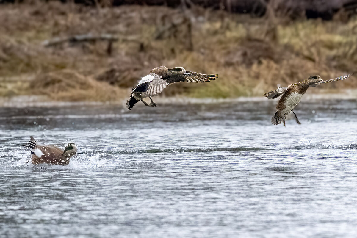 Fun Set Belfair State Park 1-19-2024: Follow-up to my Cackling Geese ...