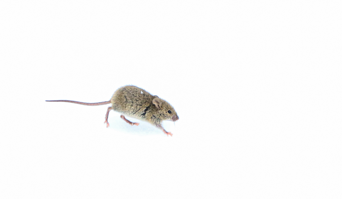 The Mouse: While at our granddaughters birthday fun day on an area snow ...