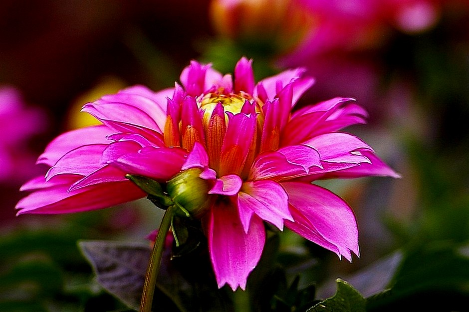 "Dahlia pinnata Cav. Dahlia.": Lens: SMC Takumar F 70-210mm Camera ...