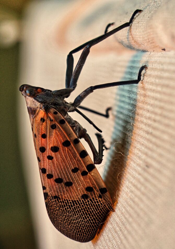 Spotted Lanternfly: Invasive species from East Asia...
