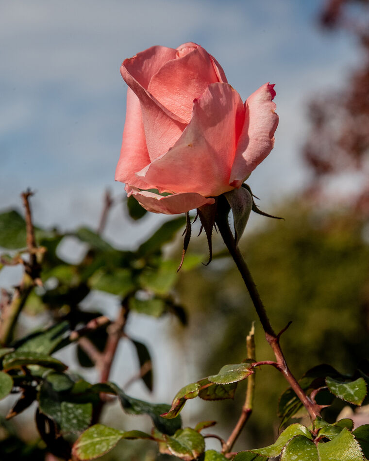 Mesa Community College Rose Garden: It is January in Arizona and the ...