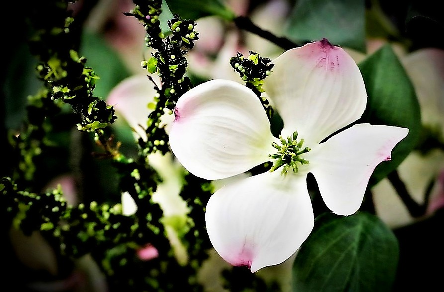 "Cornus florida L. LC Flowering dogwood": Lens: SMC Takumar F 70-210mm ...