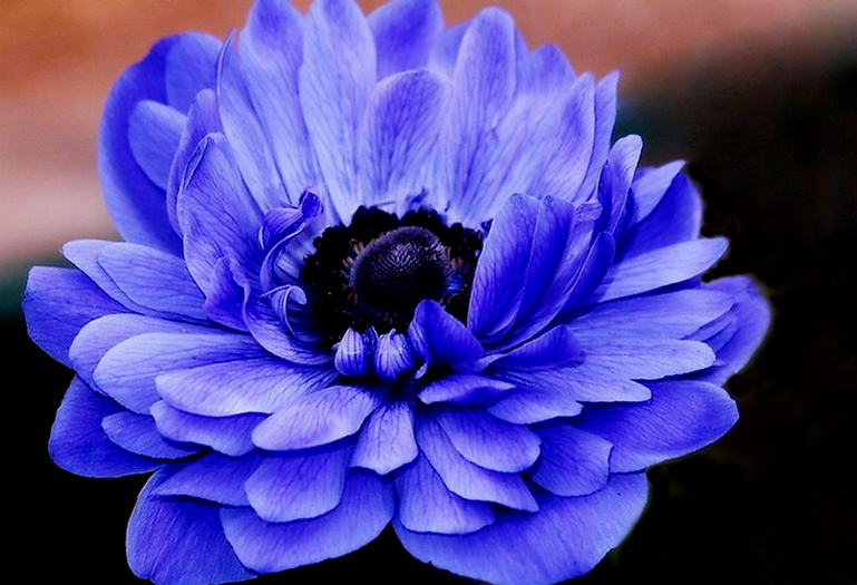 "Anemone coronaria L. Poppy Anemone.": Lens: Olympus M. 40-150mm R ...