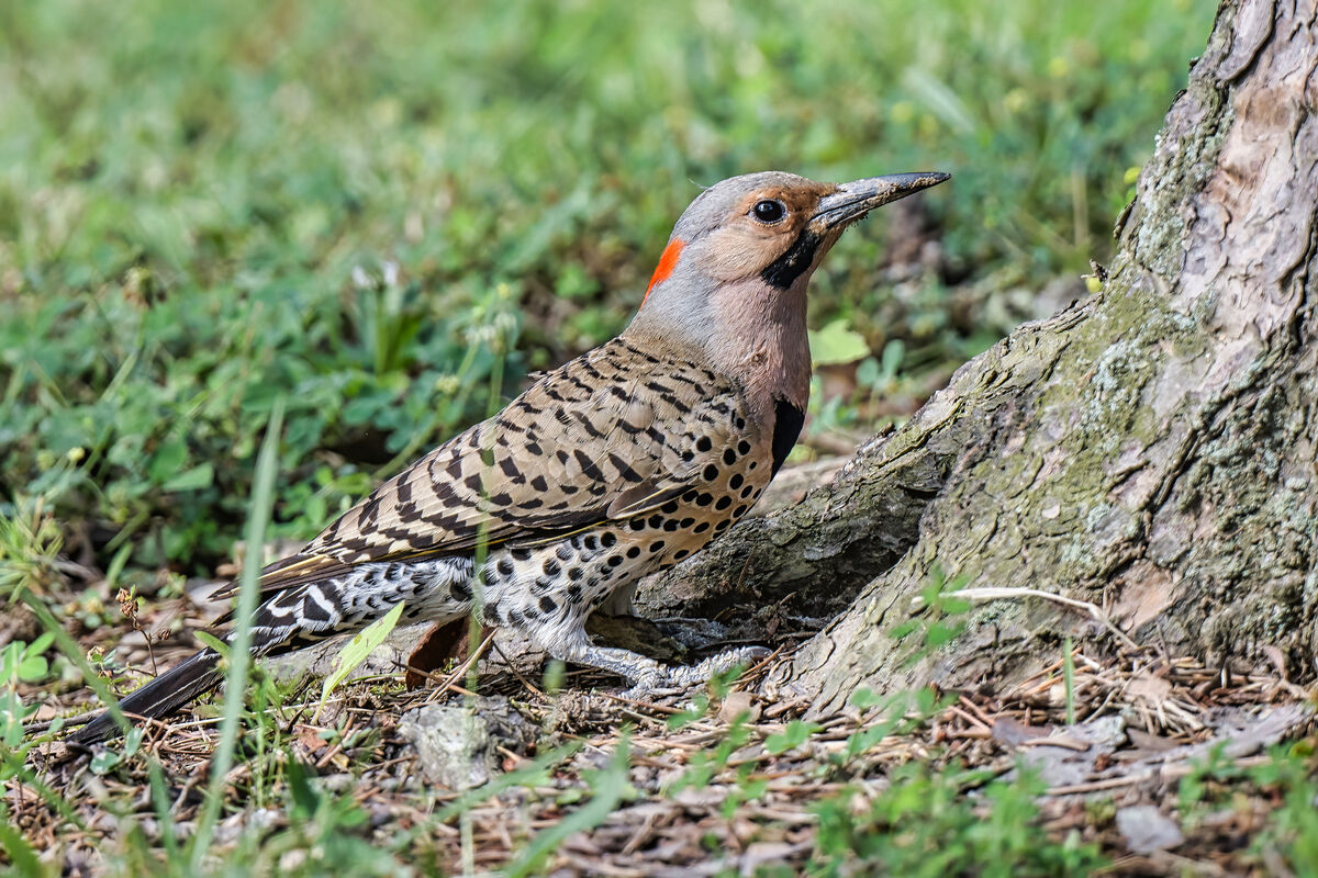 Northern Flickers: Up until a couple years ago I had never seen that I ...
