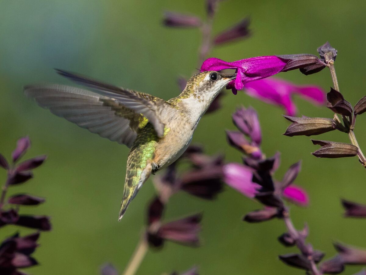 Hummingbirds: The hummingbirds have left now so time to start sifting ...