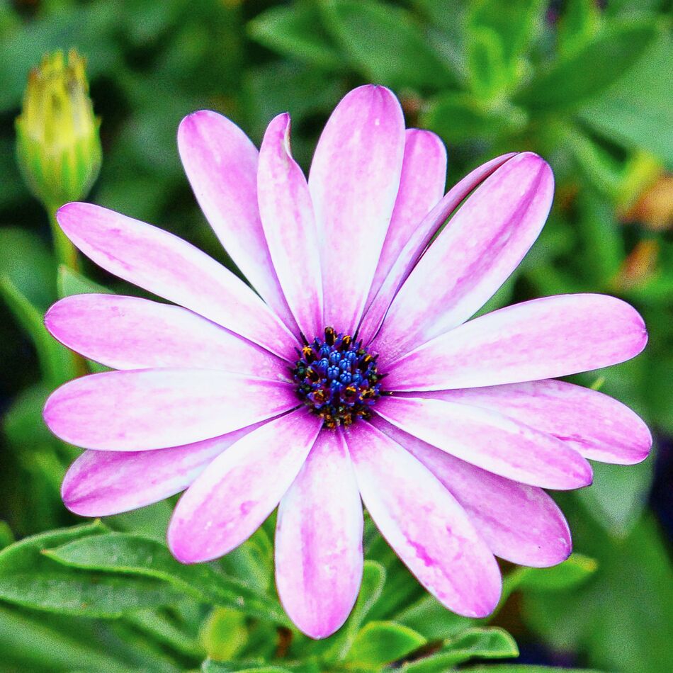 Sawyer, MI, Garden Center 2: A great place for flower purchases - and ...