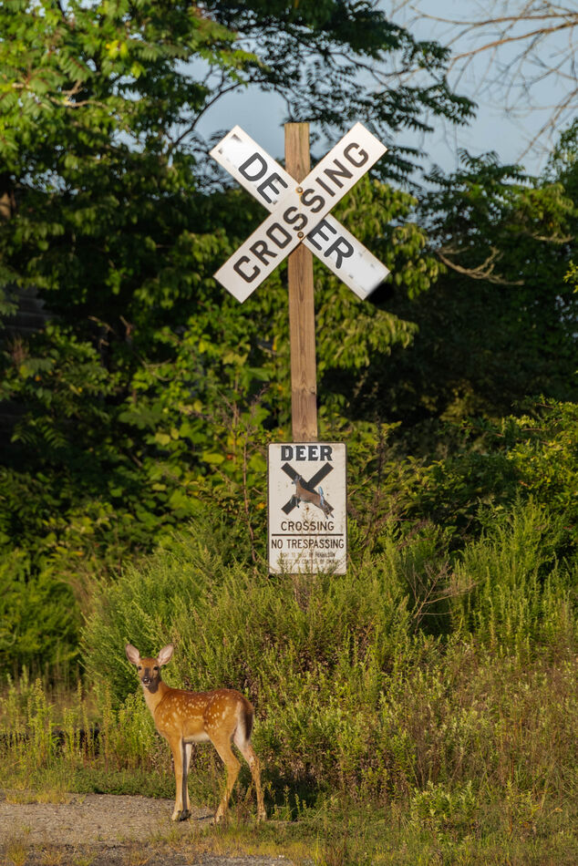 Deer Crossing: Just having a bit of fun in PS. Changed out the railroad ...