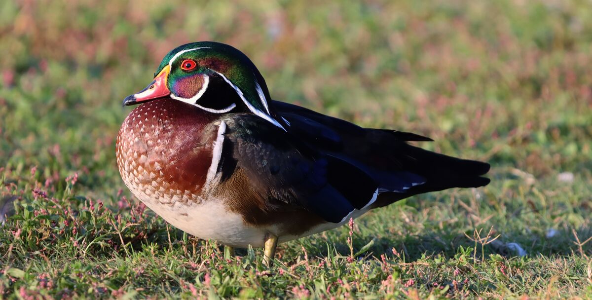 One beautiful duck! I have seen some beautiful ducks, but this one is ...