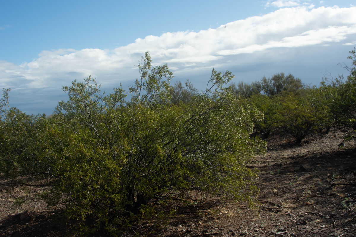 Fall colors in the Sonoran Desert: . :sm15: :sm15: :sm15:...