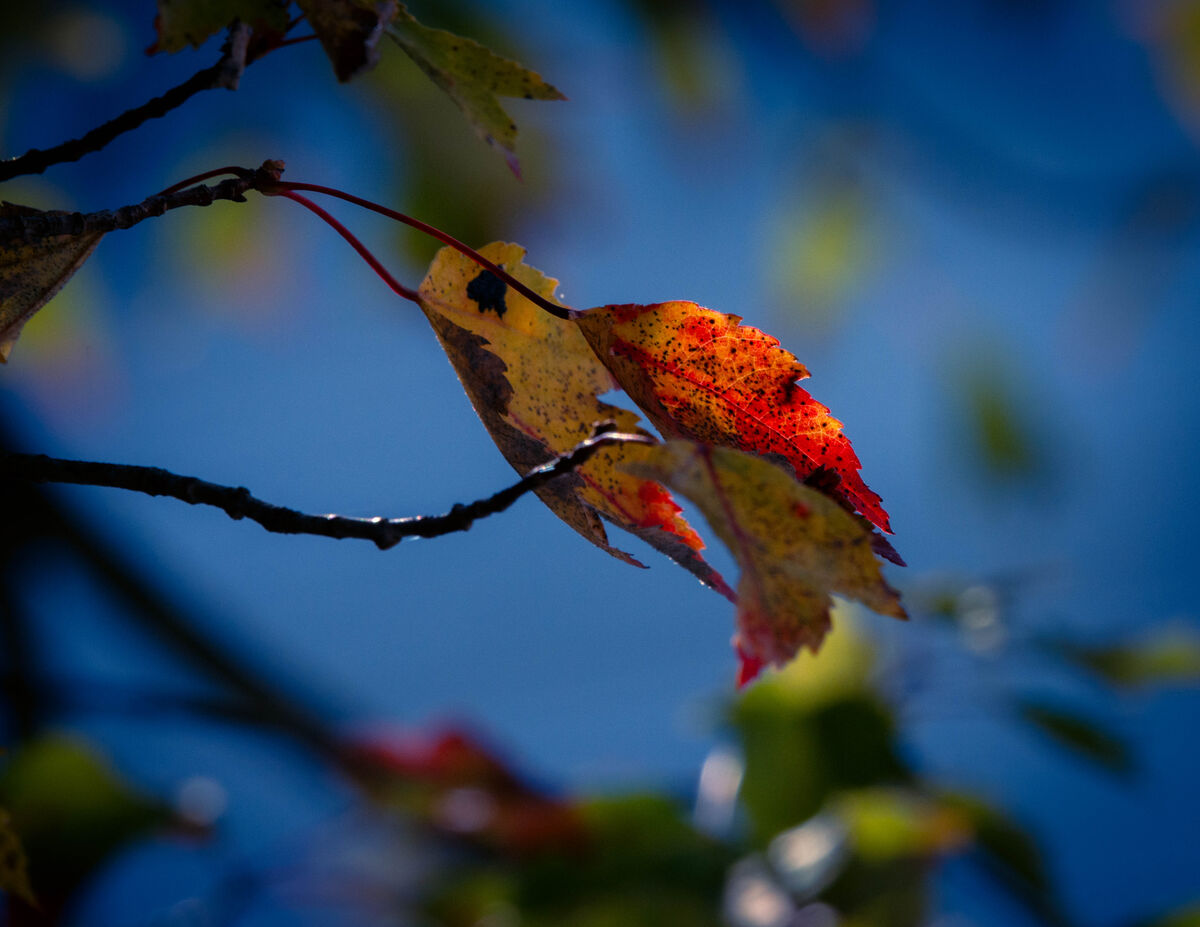 A Little Fall Color: I think the stars lined up just right for the ...