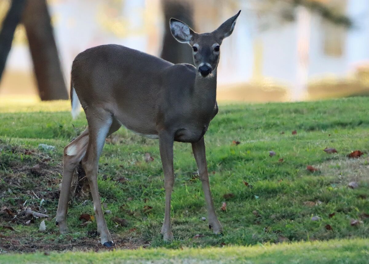 The deer are here again: It seems often in the distance the last few ...