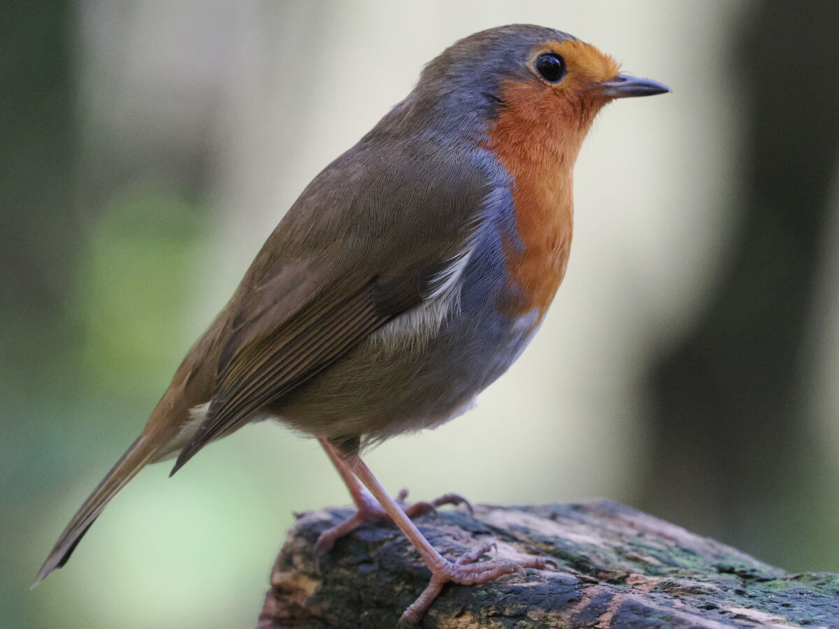 A good afternoon with loads of Robins: Took a walk down our local River ...