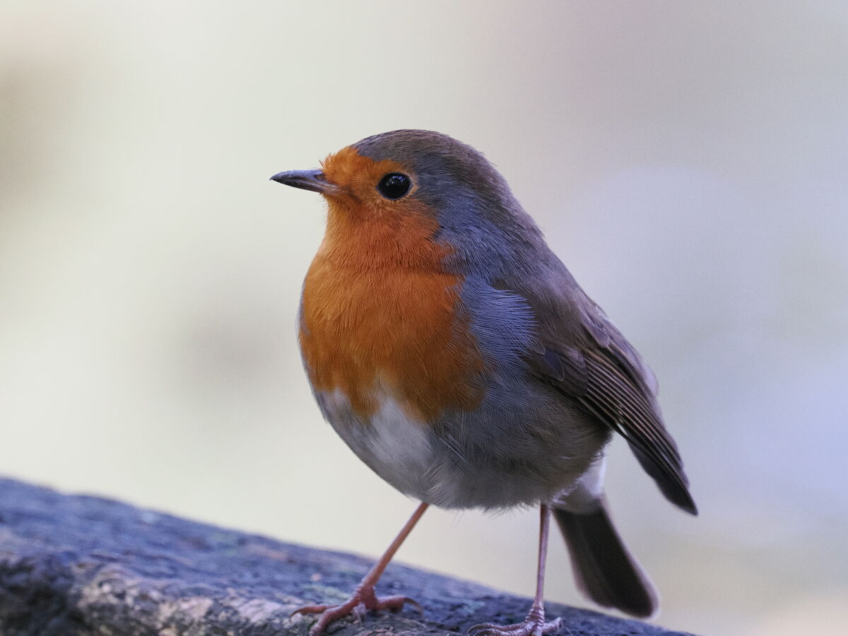 A good afternoon with loads of Robins: Took a walk down our local River ...