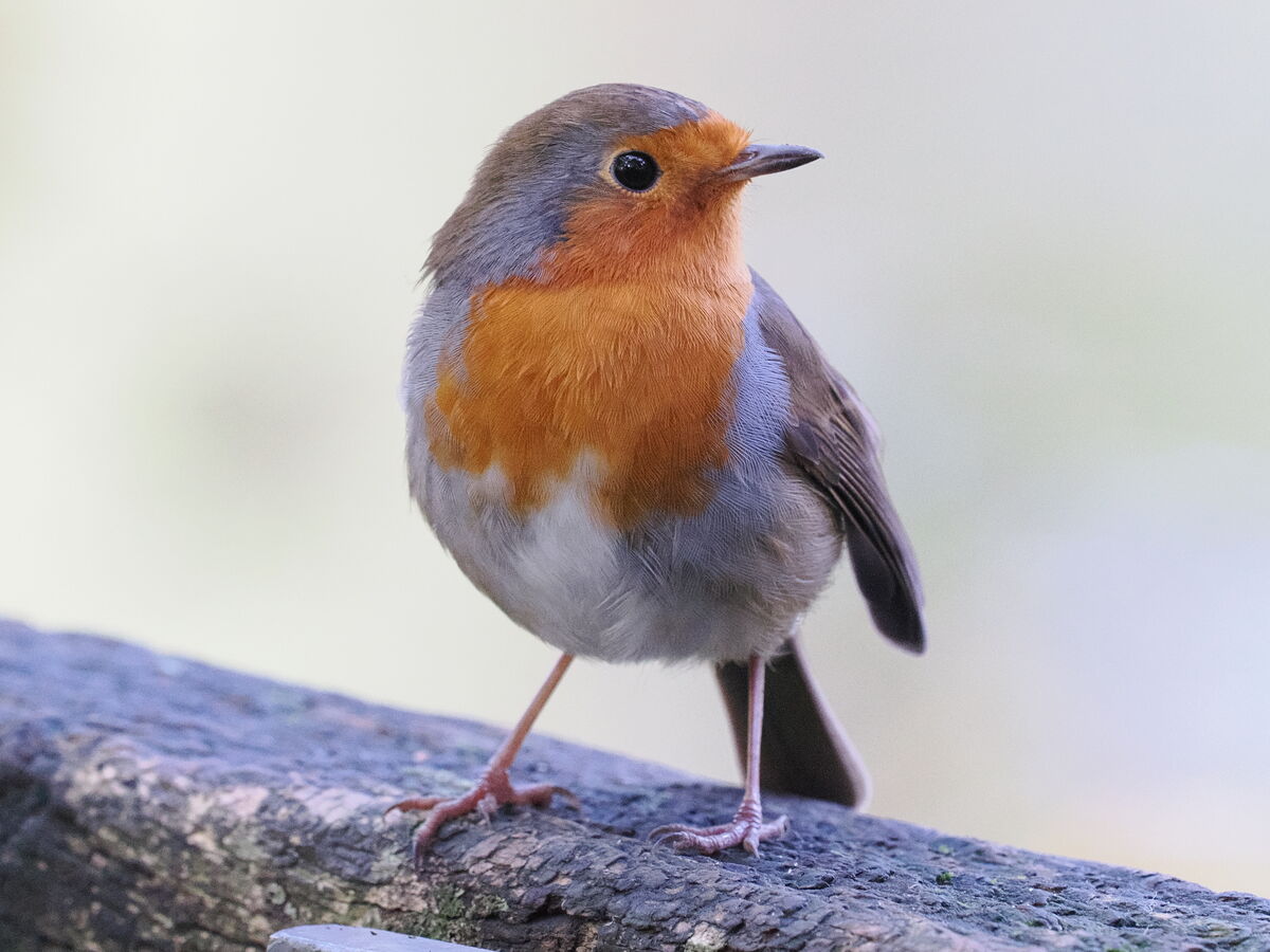 A good afternoon with loads of Robins: Took a walk down our local River ...