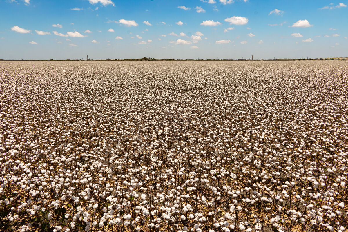 South Texas Change of Foliage: I love the Fall in the Northeast but in ...