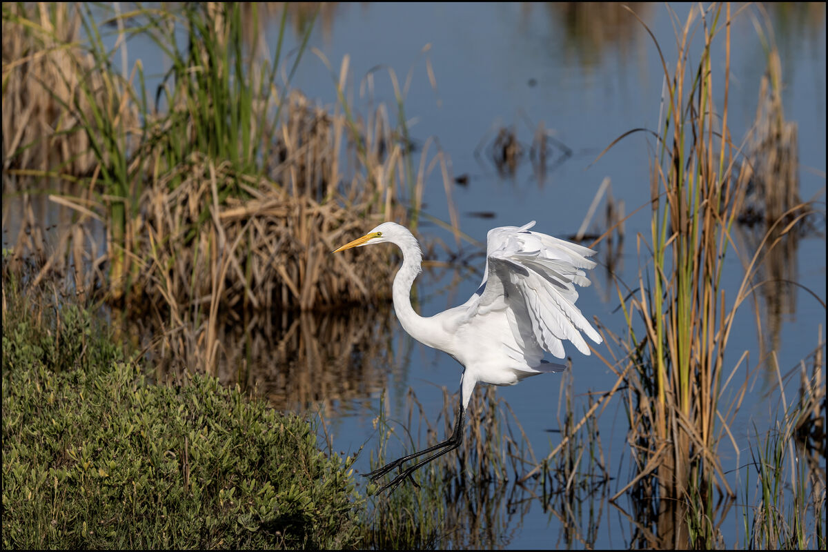 Great Egret: The great egrets were once hunted for their feathers which only occur during ...