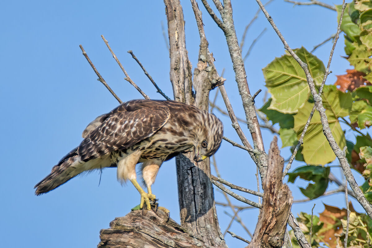 Red-shouldered hawk with insect: I didn't know Red-shouldered hawks ...