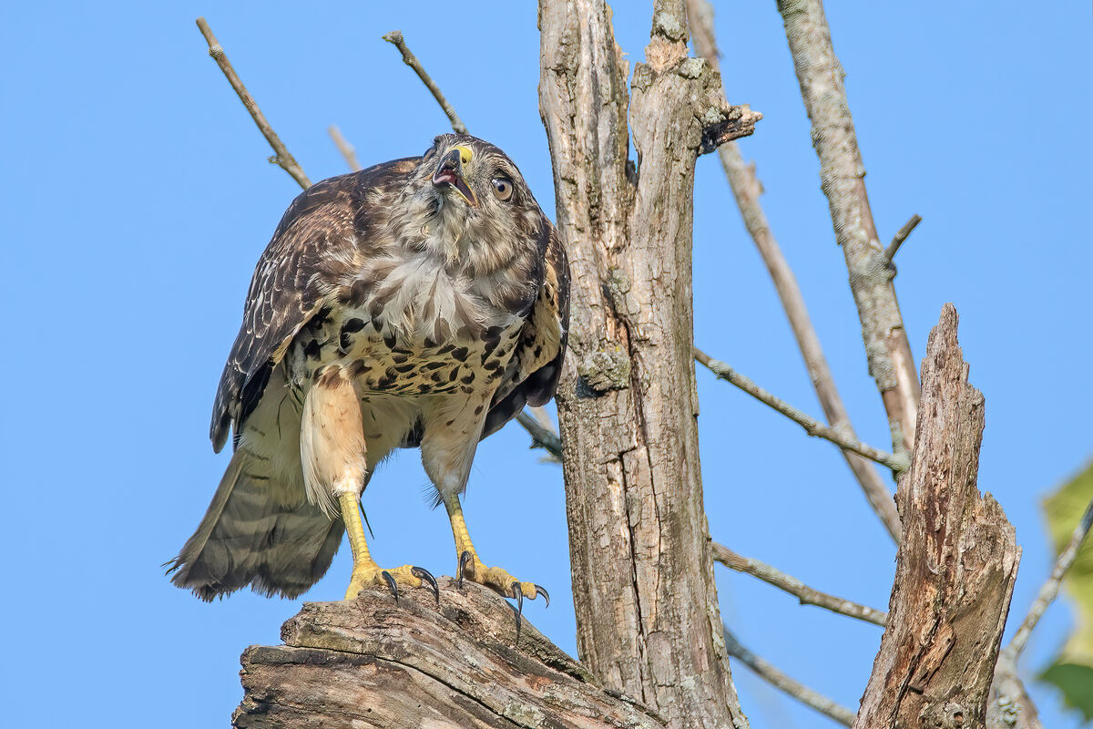 Red-shouldered hawk with insect: I didn't know Red-shouldered hawks ...