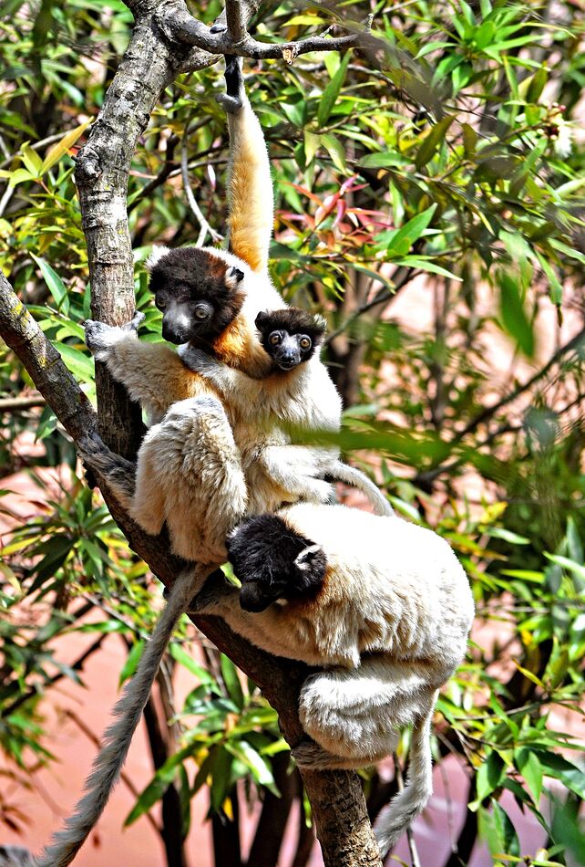 Madagascar Critters #1: Some of these lemurs were located in a ...