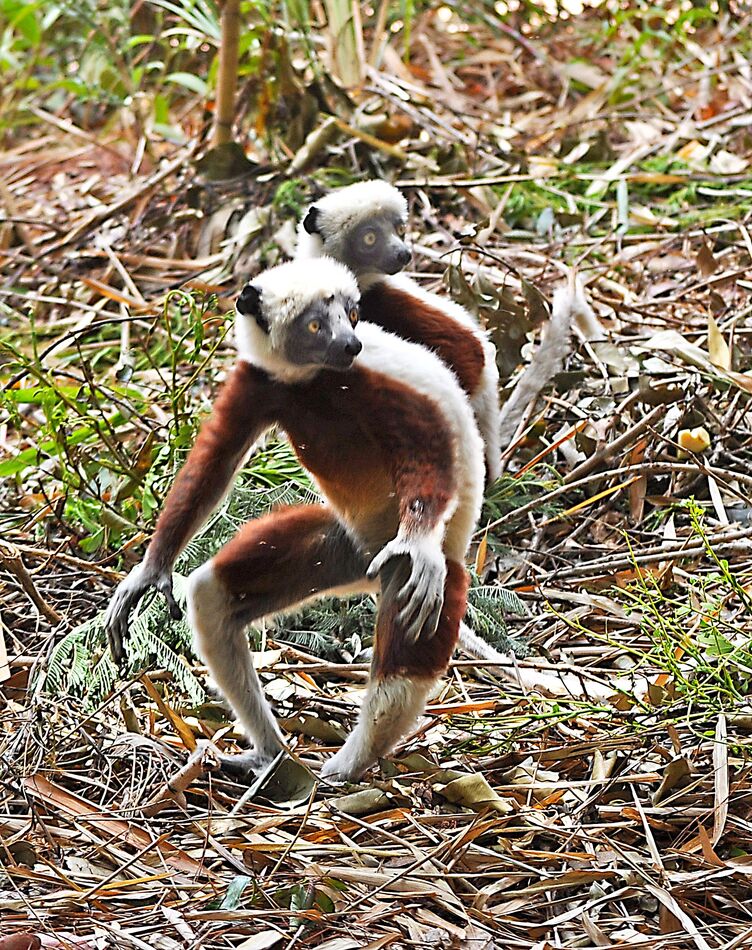 Madagascar Critters #1: Some of these lemurs were located in a ...