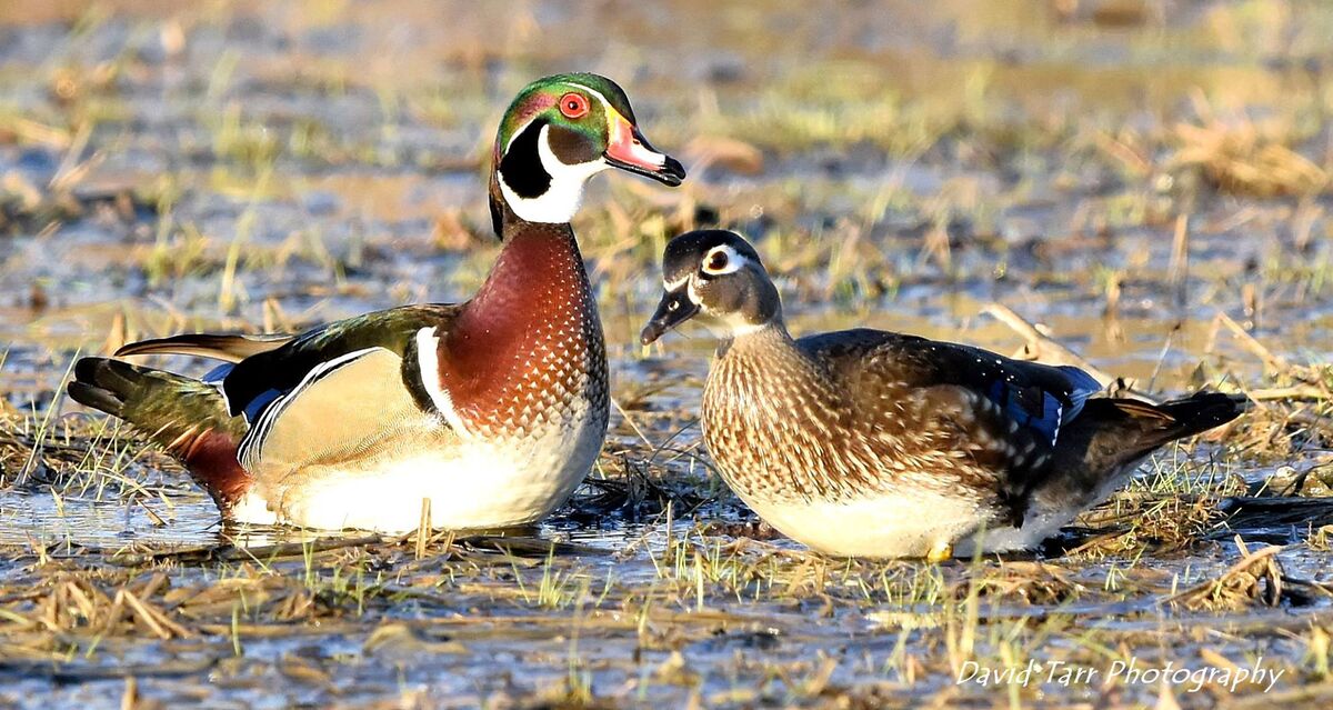 Wood ducks: I found a flock of wood ducks in a flooded field a couple ...