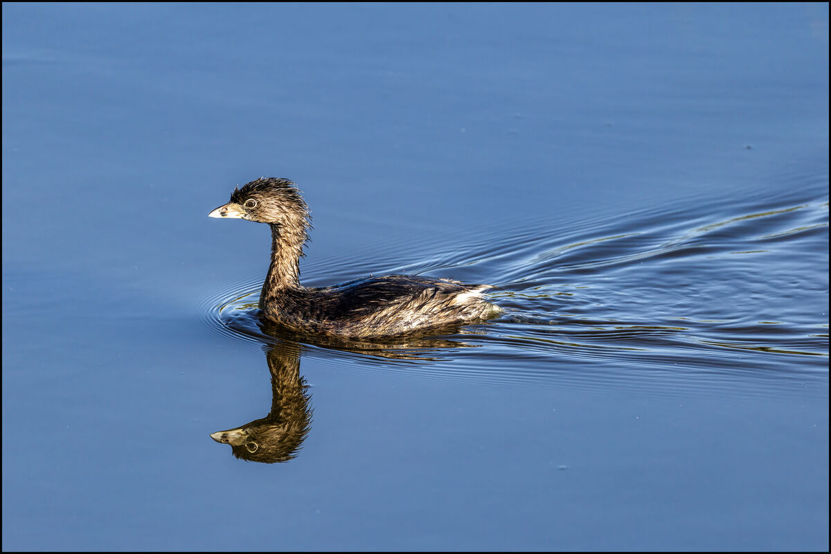 Pied-billed Grebe: I've always known that grebes were not ducks, but I ...