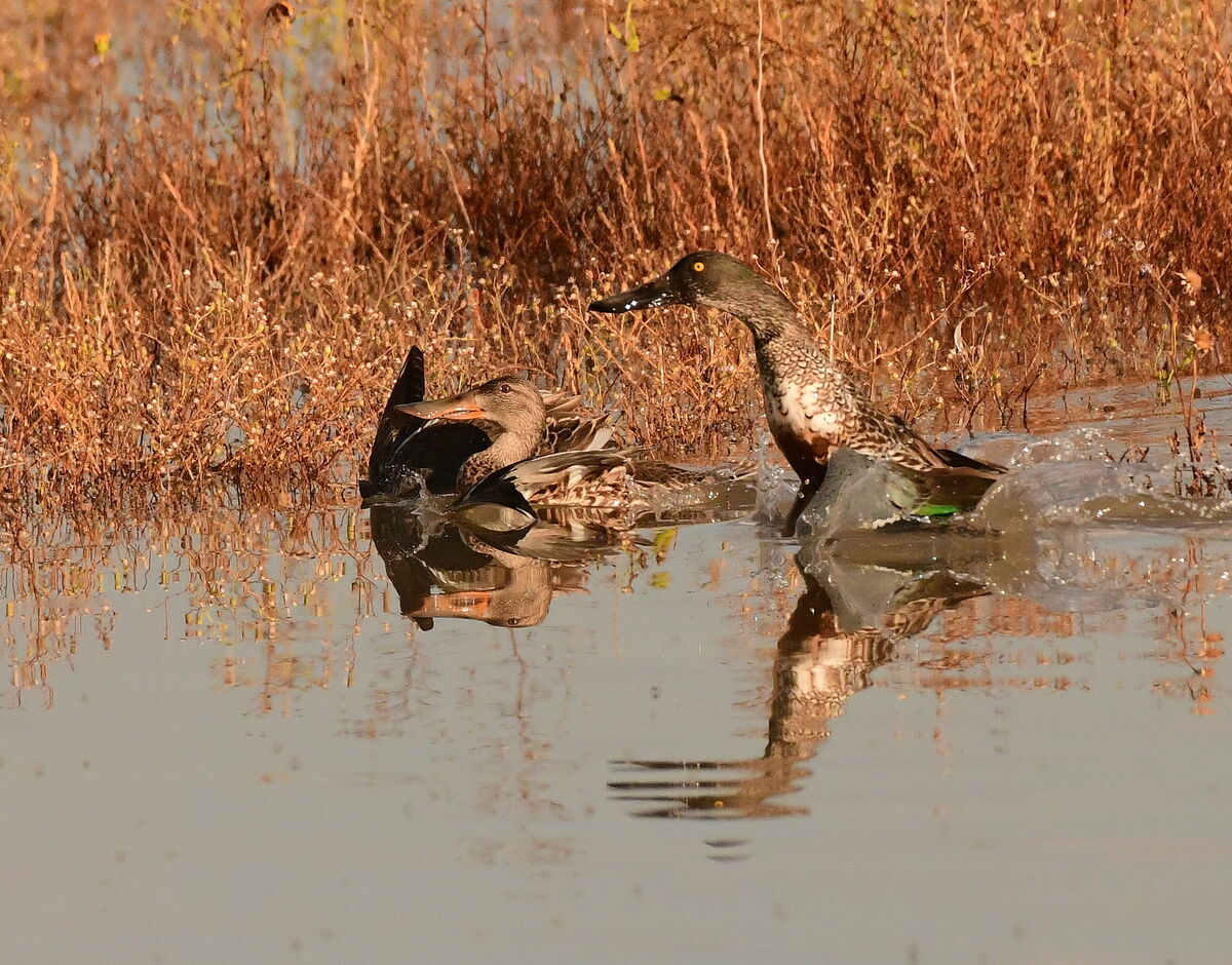 Vertical Take Off! Northern Shovelers Bosque del Apache...
