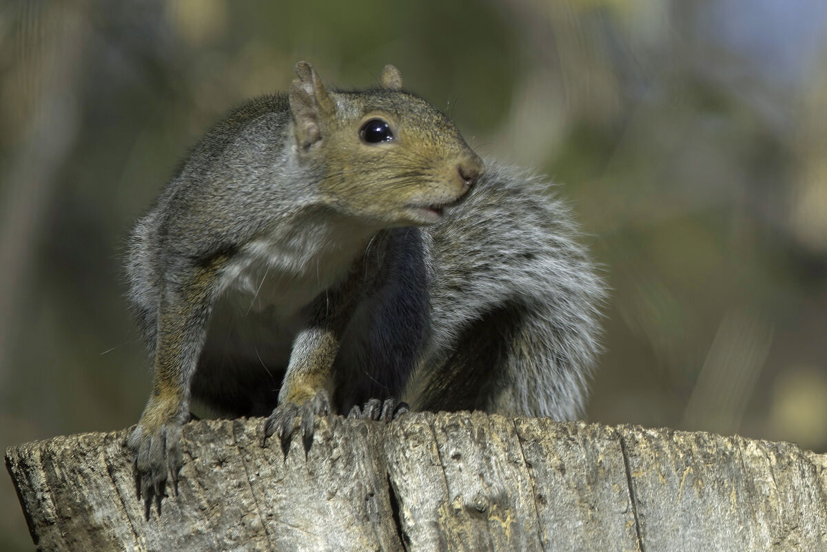 a few squirrels: I was having fun watching the squirrels having fun. They were jumping from an ...