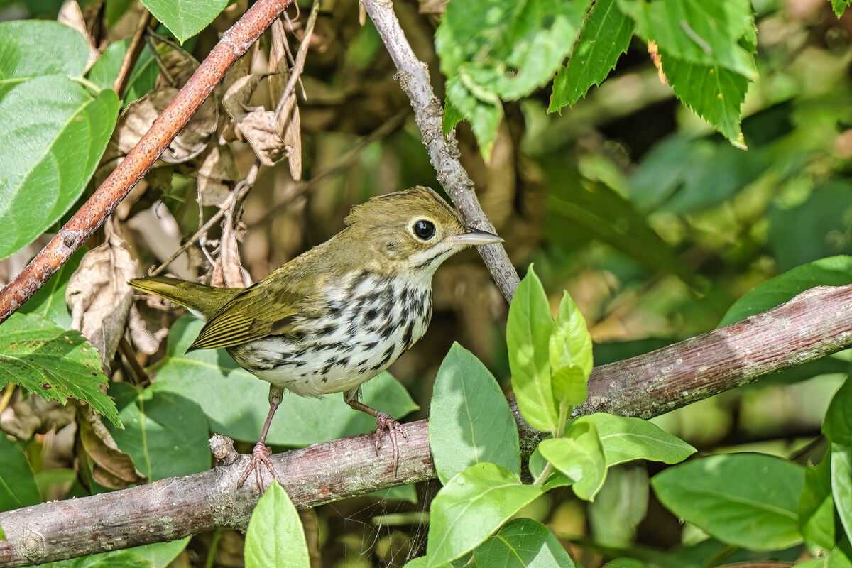Oven bird: I had never heard of an Oven bird until this year except for ...