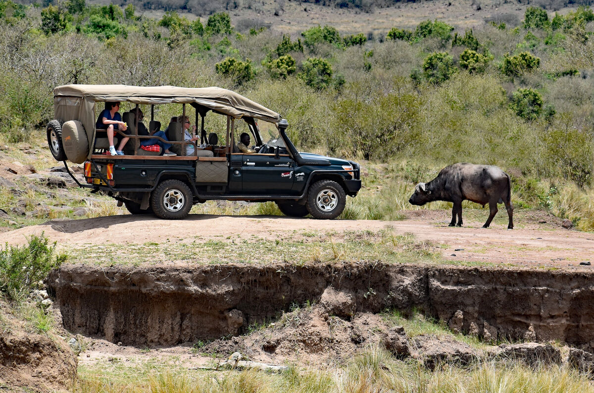 Kenya Cape Buffalo: They are big, unpredictable and often ill tempered ...