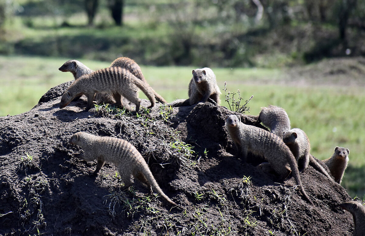 Kanya - All things great and SMALL. Part 1: It is so easy in Africa to ...