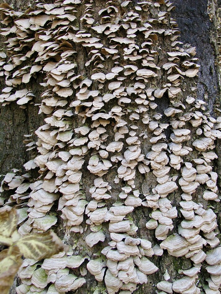 Fungi on a tree: I have not seen a tree with this many on it before.