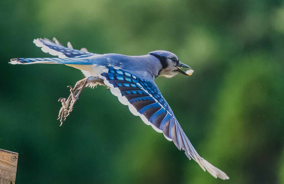 Blue Jay antics: I love getting hots of the Blue Jays, They wait ...