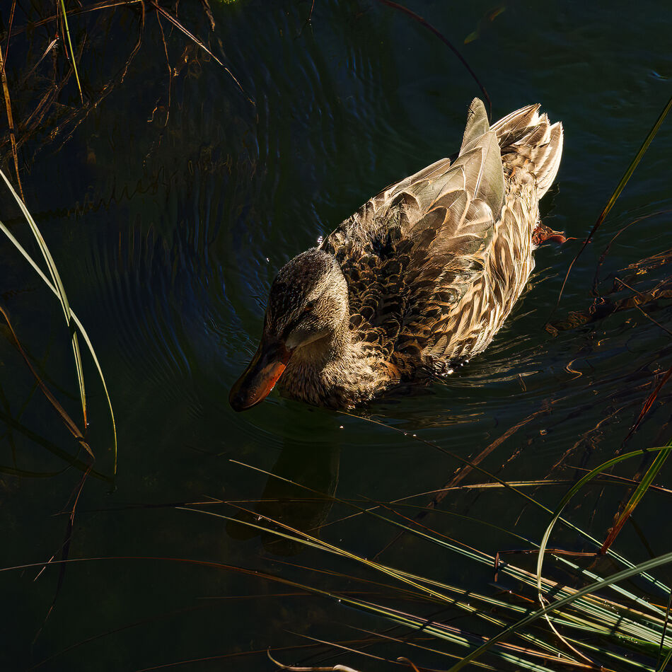 Lonely Silver Lake bird: On our excursion to Silver Lake, this was the ...