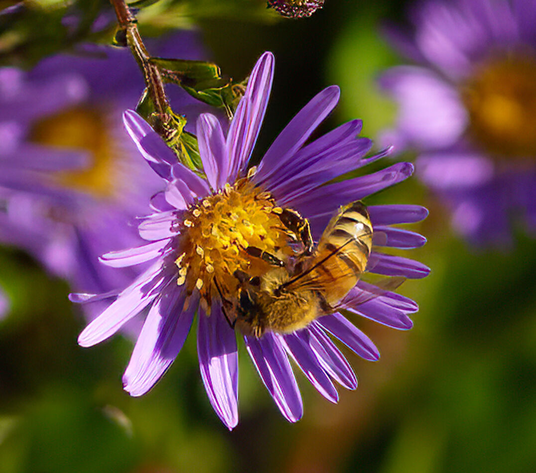 Still harvesting: Toward the end of September the bees hurried to get ...