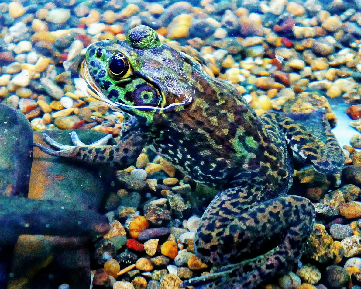 Cute Little Fellas: @ the Nature Center (Peggy Notebaert, Chicago ...