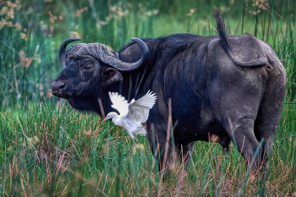 Bird's one wing is messed up: I tried everything I know to fix this ...